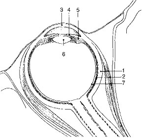 Von-Hippel-Lindau-Syndrom (VHLS) | BV Angiodysplasie